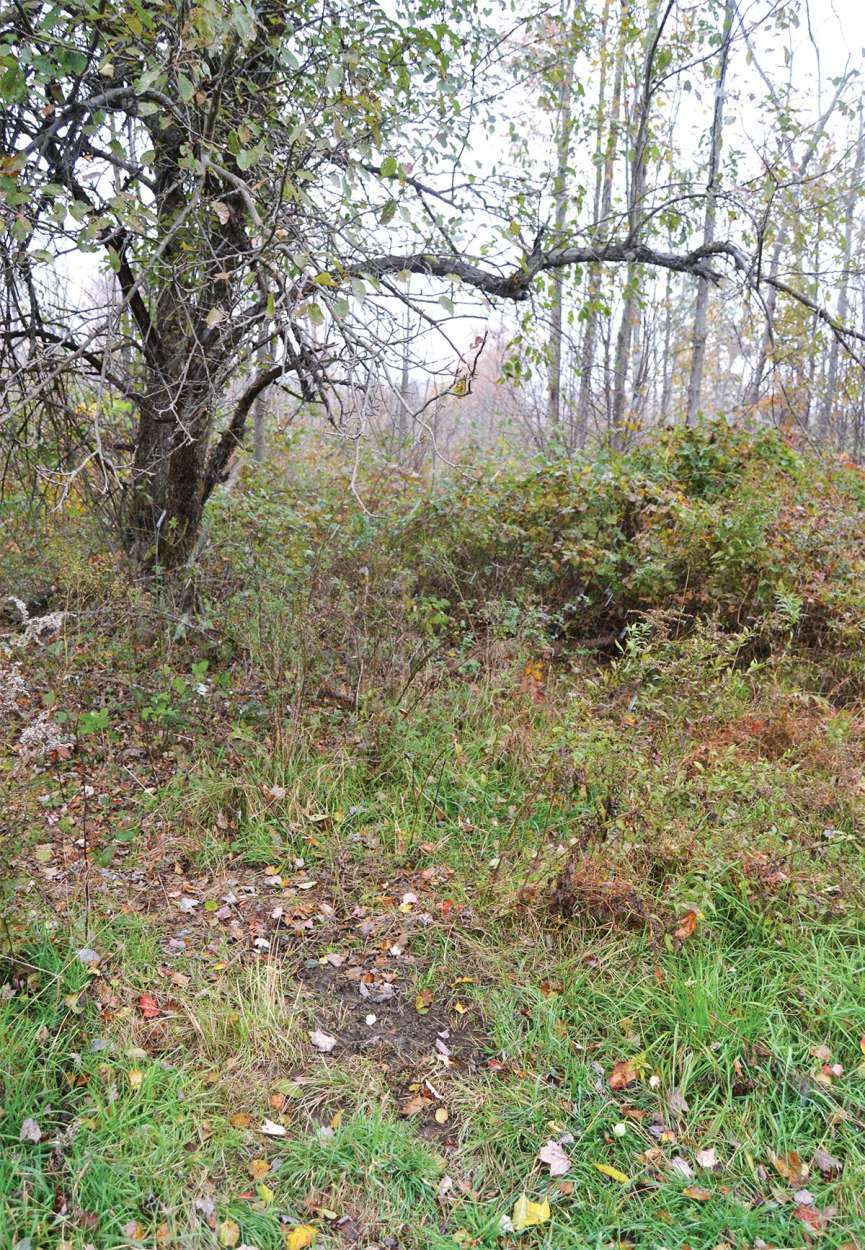 Rubs Versus Scrapes: What’s the Difference? - Crossbow Magazine