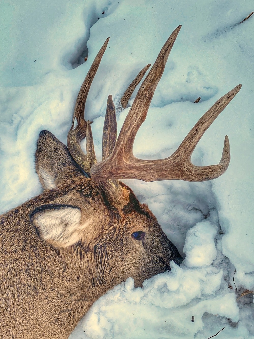 The Big Eight: A Big-Bodied Buck Creates a Crossbow Adventure ...