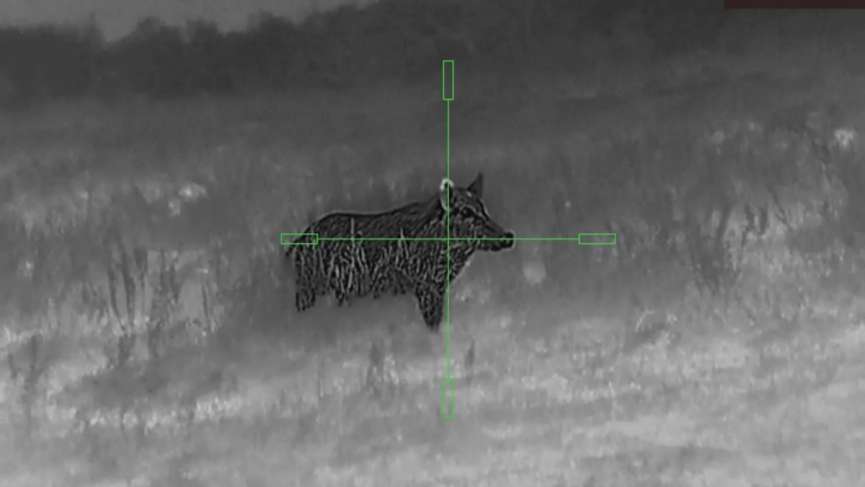 Hunting Hogs and Predators at Night with a Crossbow - Crossbow Magazine