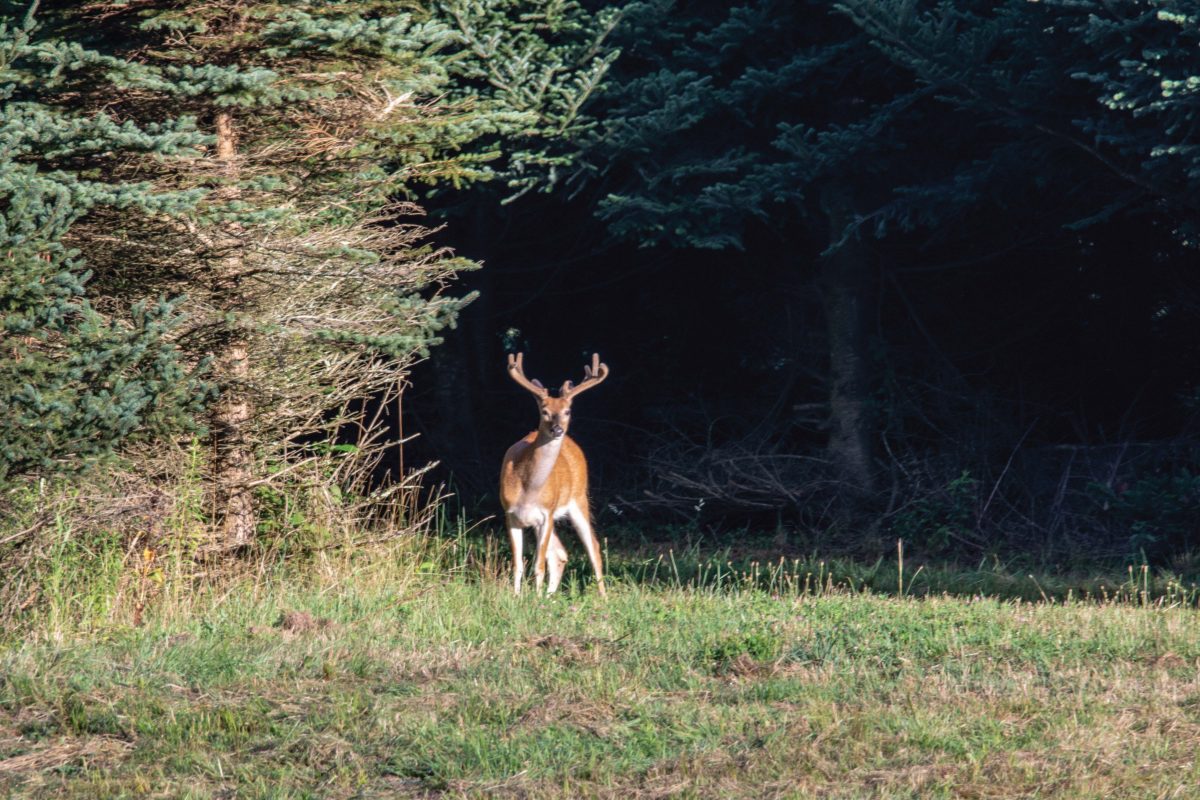 Summer Scouting That Counts - Crossbow Magazine