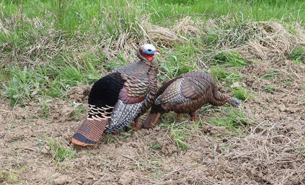 Effectively Hunting Turkeys with Your Crossbow - Crossbow Magazine