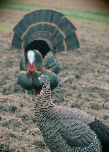 Effectively Hunting Turkeys with Your Crossbow - Crossbow Magazine