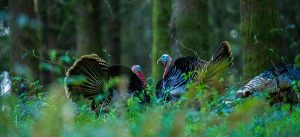 Turkey Hunting With A Crossbow - Crossbow Magazine