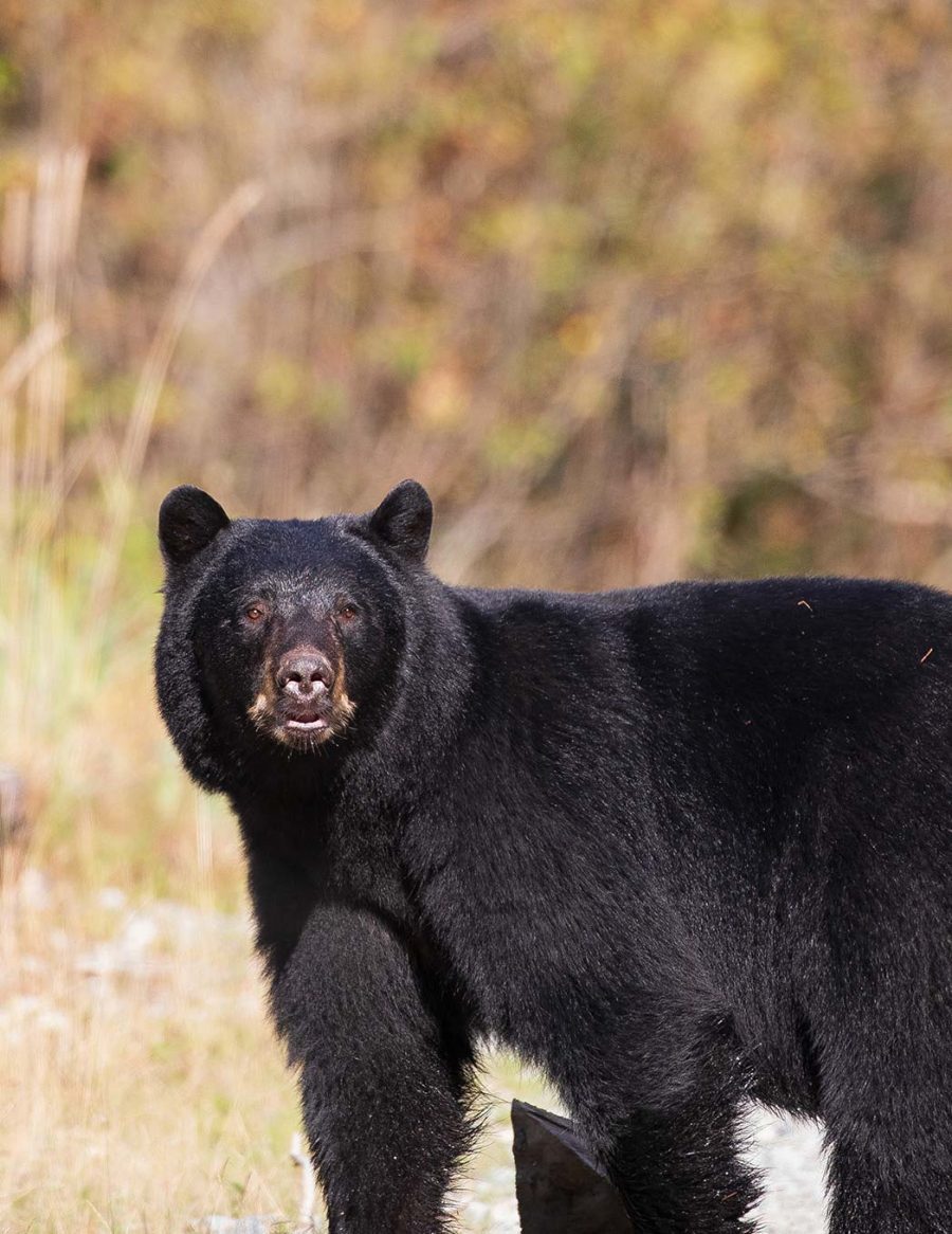 My Excellent Alaska Black Bear Adventure - Crossbow Magazine