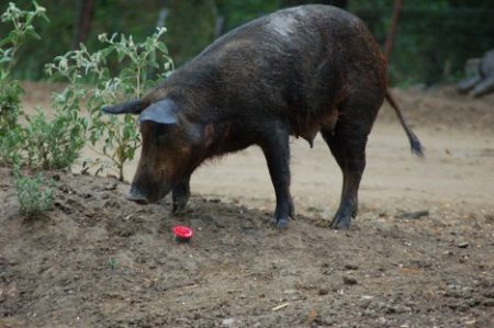 Wild Boar: Up Close With a Crossbow - Crossbow Magazine