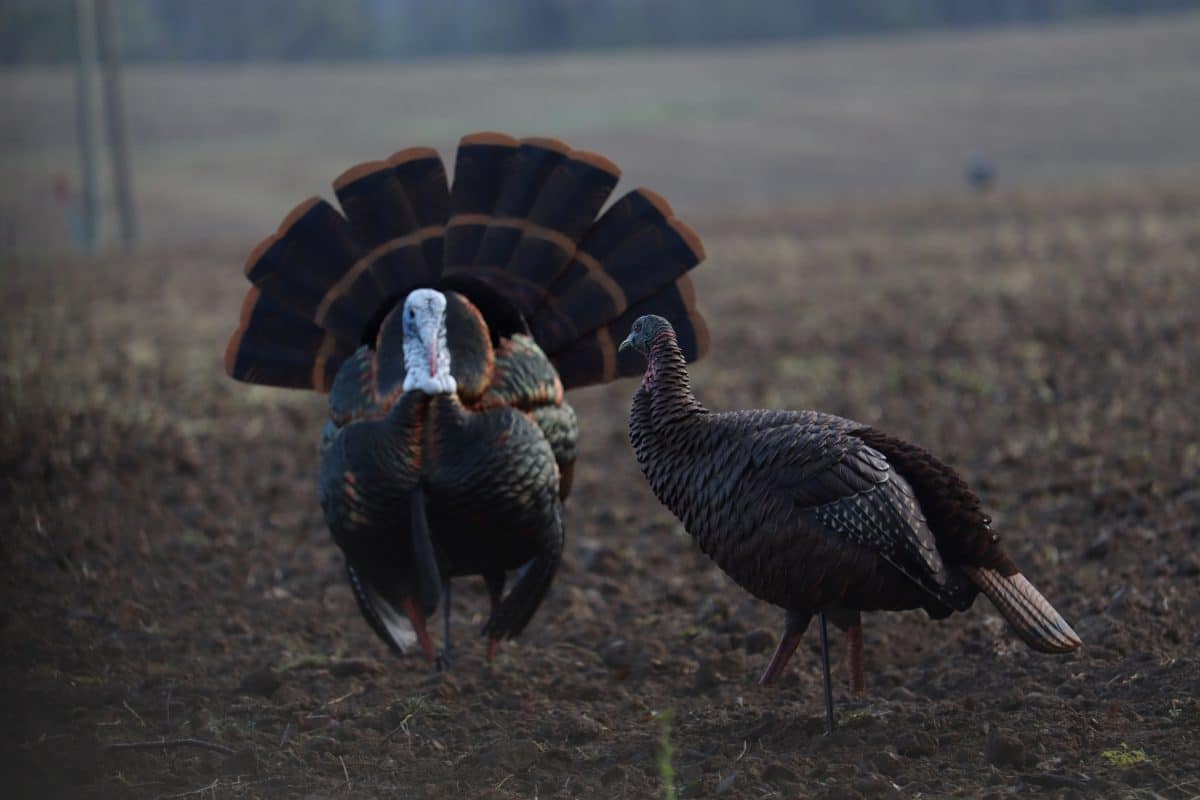 Best Turkey Decoys for 2026 - North American Outdoorsman