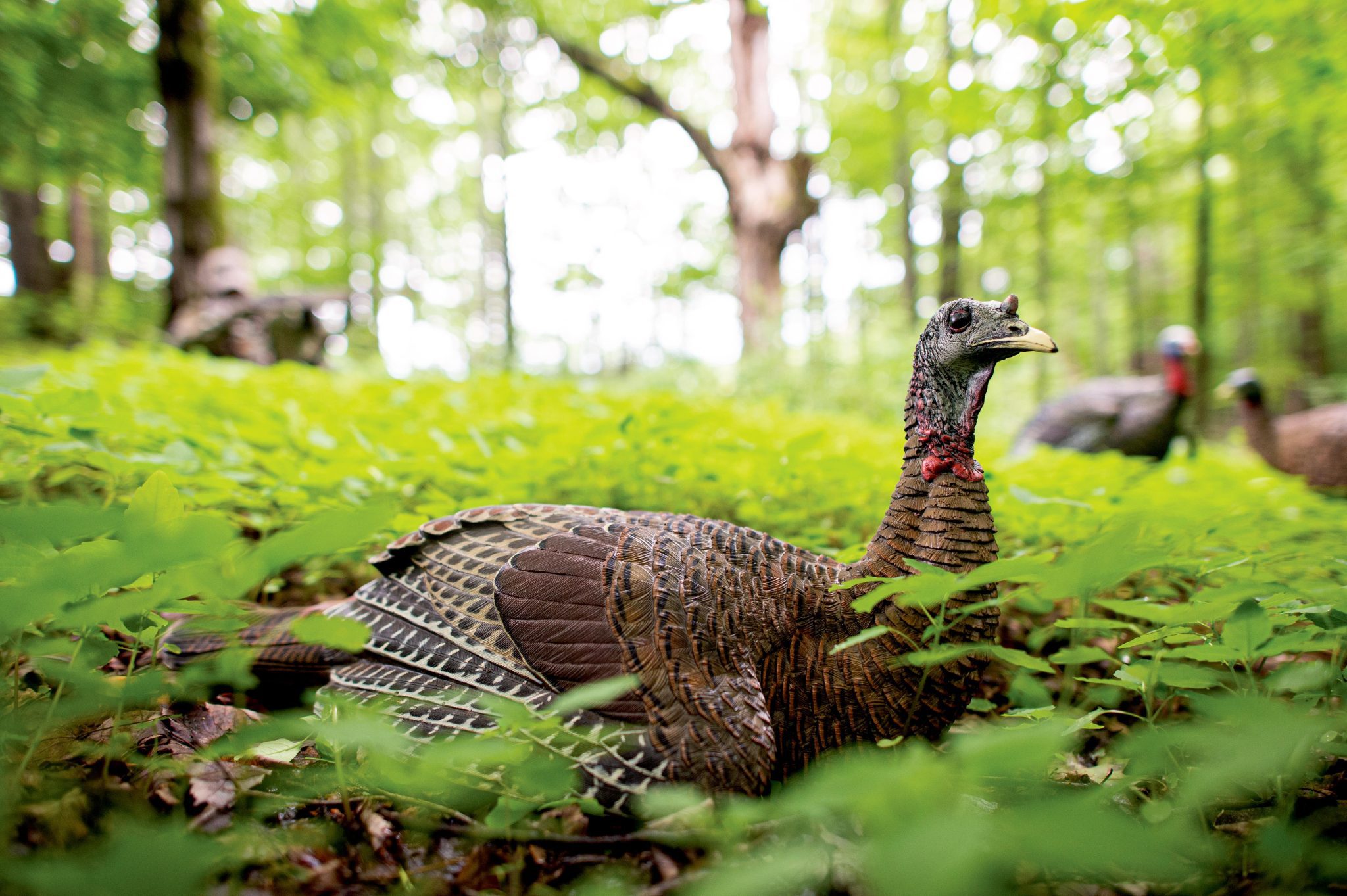 Best Turkey Decoys for 2025 - North American Outdoorsman