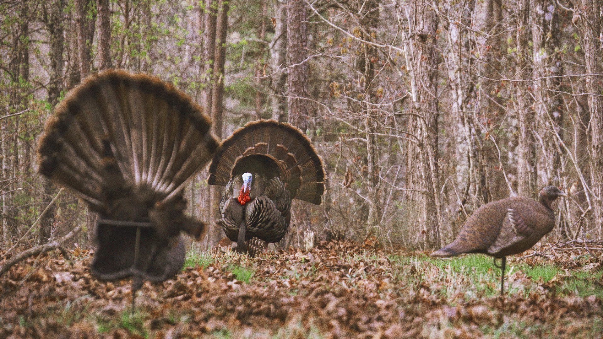 Best Turkey Decoys for 2025 - North American Outdoorsman
