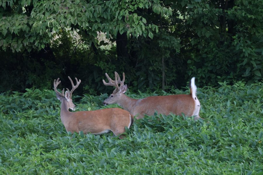 27 Ways to Maximize Food Plot Yield - Crossbow Magazine
